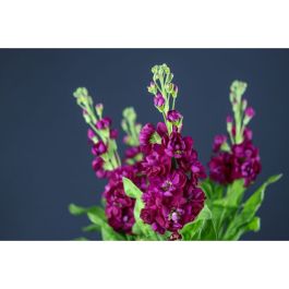 Matthiola Red