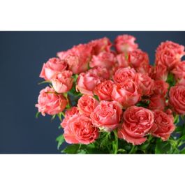 Roses Spray Aya Sofia