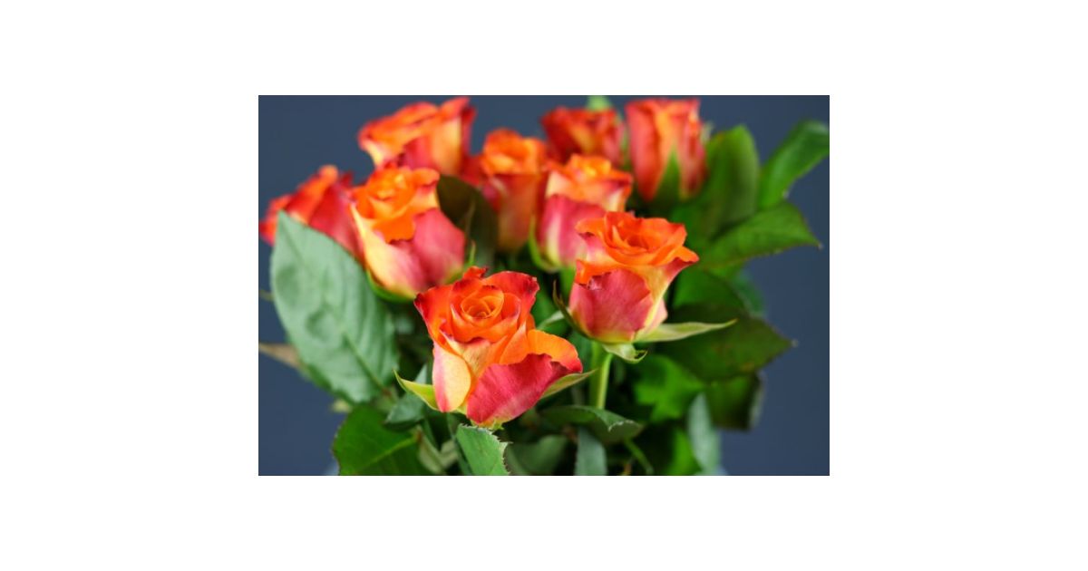 Roses Mariyo