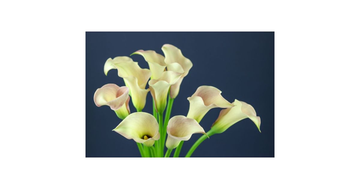 Calla Captain Rosette