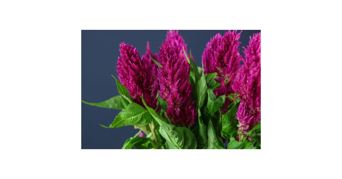 Celosia Century Purple Rose