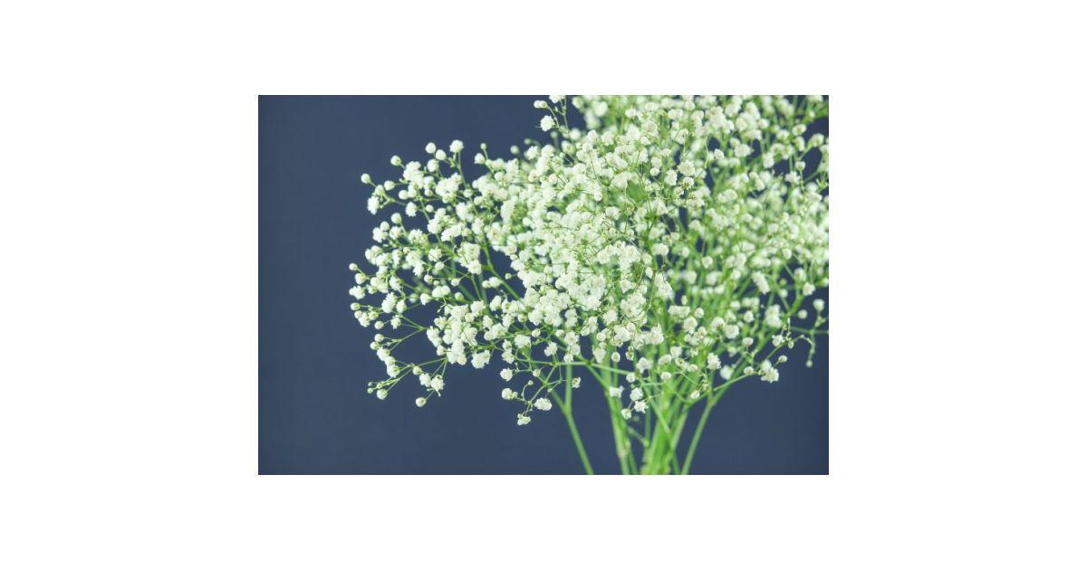 Gypsophila Excellence
