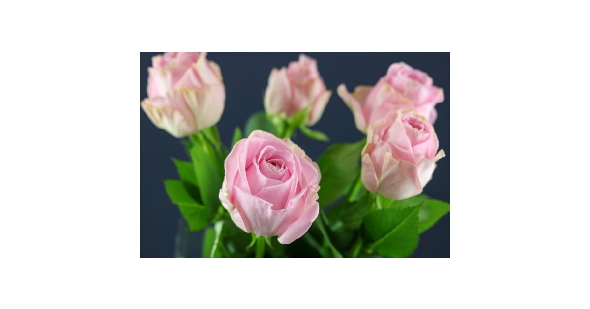 Roses Heidi