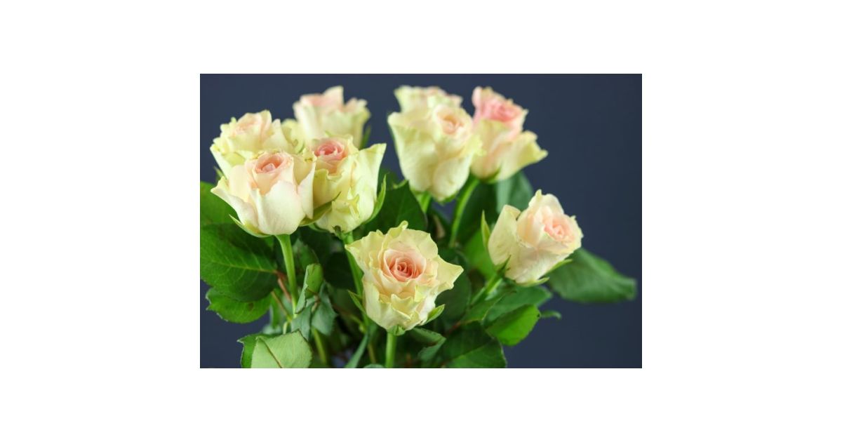 Roses Top Gear