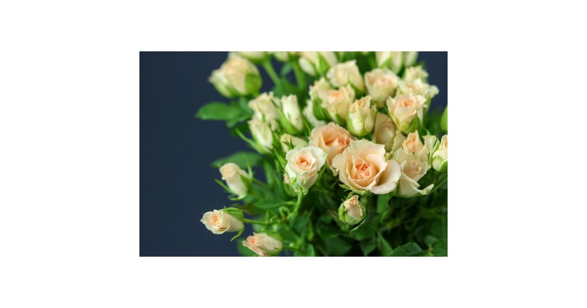 Roses Spray Sweet Sara