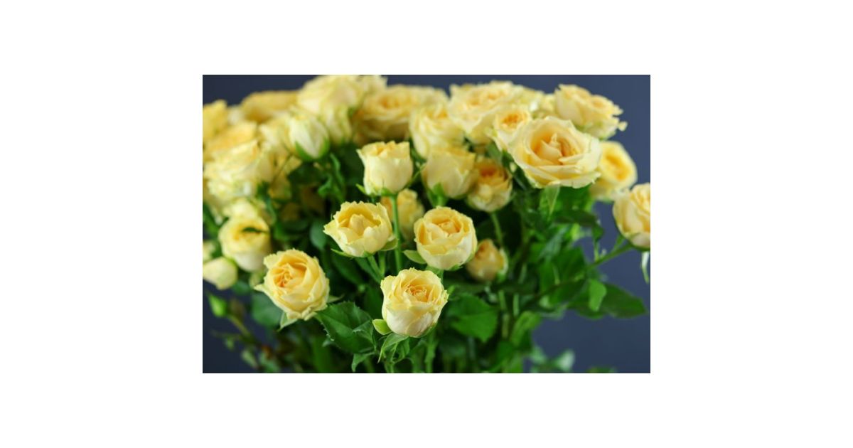 Roses Spray Salinero