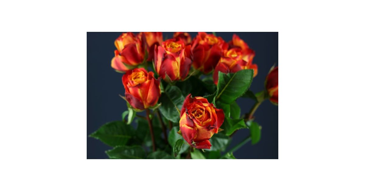Roses Atomic