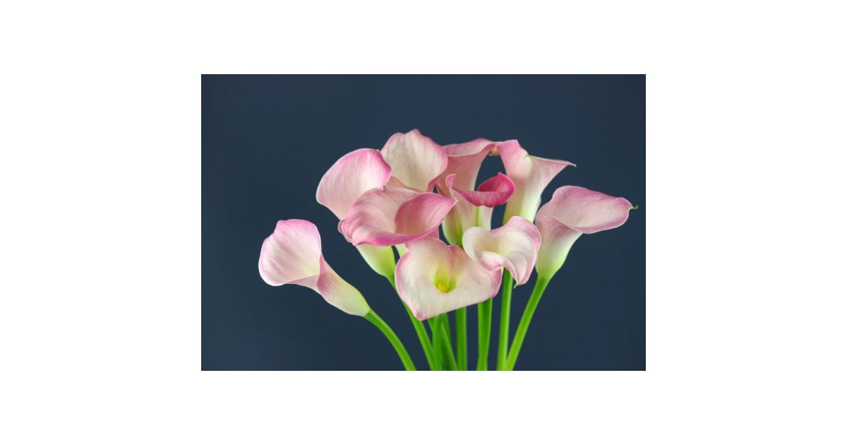 Calla Capt Alma
