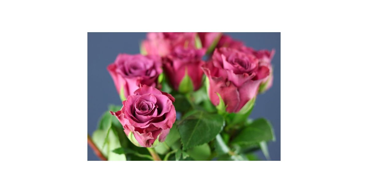 Roses Ascot