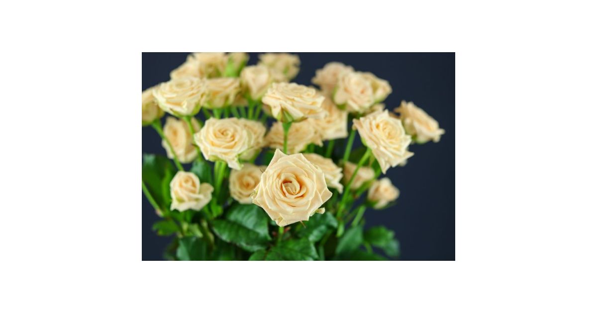 Roses Spray Tanja