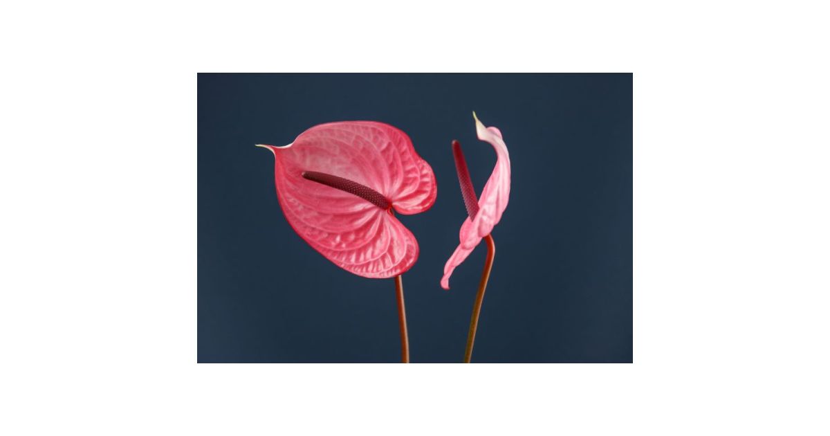 Anthurium Candy